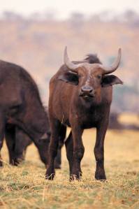 The Levitical Offerings – Highway to Holiness